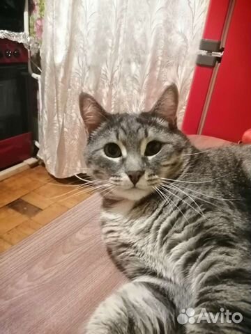 Кот