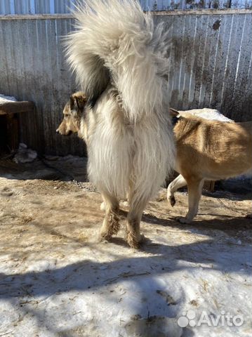 Щенки
