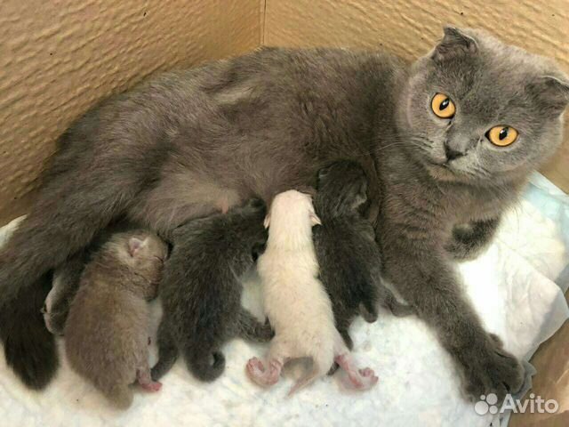 Шотландские котята