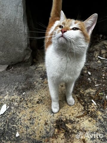 Цветная кошечка