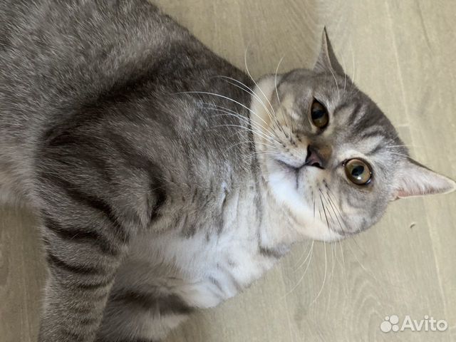 Шотландский кот