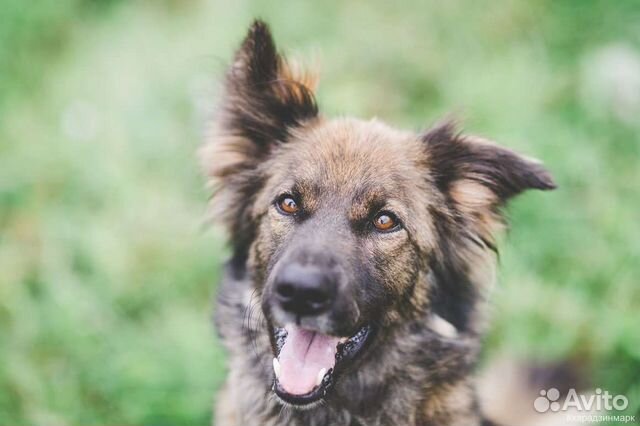 Главный суетолог. Собака Макс