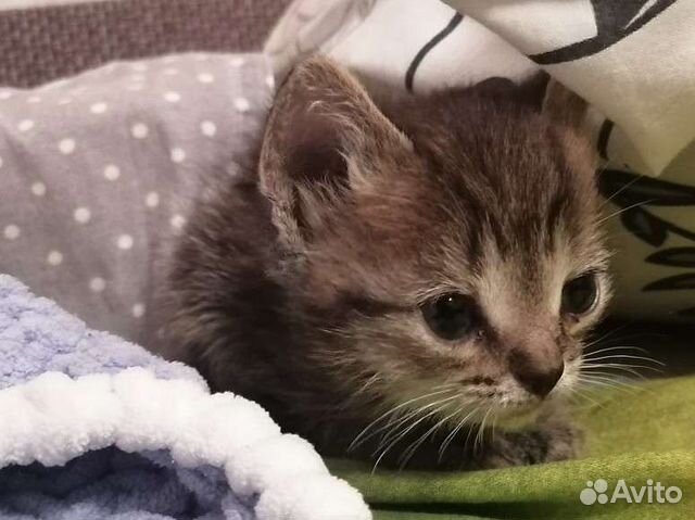 Британская кошка бесплатно