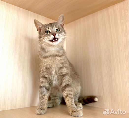 Котенок серый в добрые руки