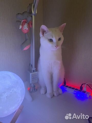 Отдам любящего кота