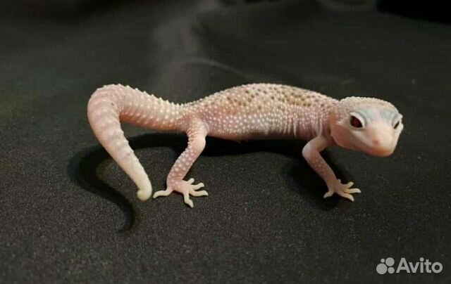 Эублефар со светящимися глазами