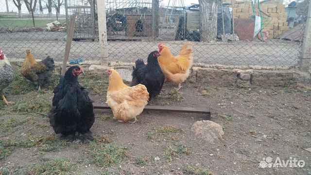 Куры несушки