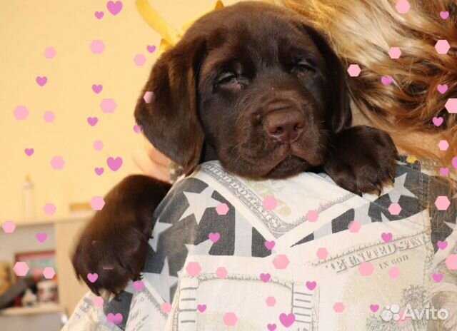 Лабрадора щенки