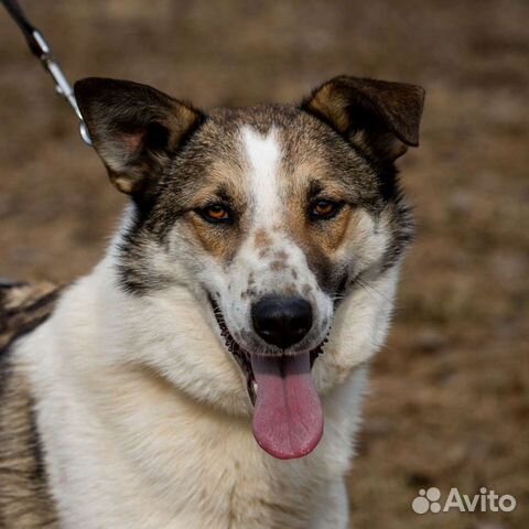 Красотка Рокси в приюте