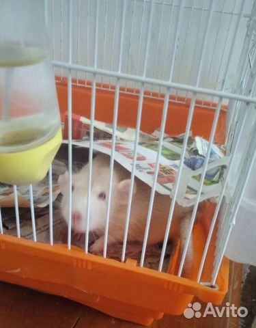 Ручная крыса