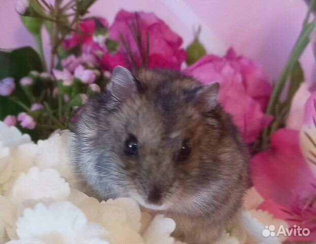Джунгарский хомяк девочка и мальчик