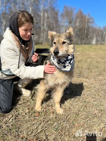 Собака обречена навсегда жить в клетке