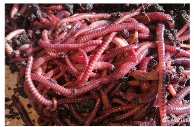 Калифорнийские черви
