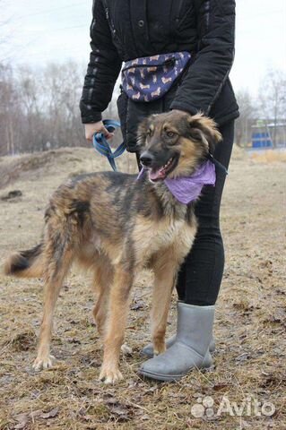 Гончий пёс, молодой кобель