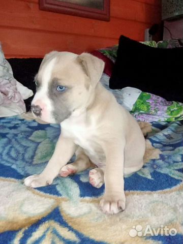 Стаффорд, щенок