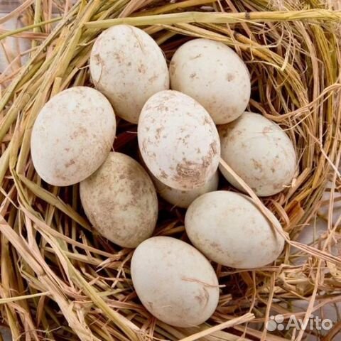 Инкубационное яйцо индоутки