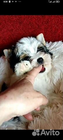 Мачо с голубыми глазами