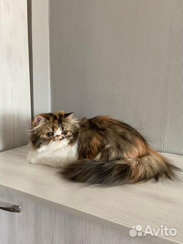 Персидская девочка