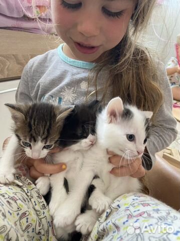 Котята в добрые руки бесплатно