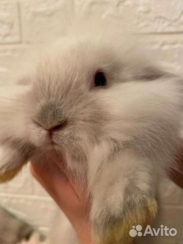 Вислоушки малыши