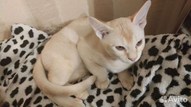 Бурманские котята (мальчики)