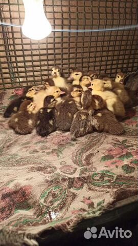 Индоутята, мускусные утята