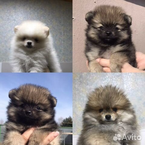 Щенки шпица