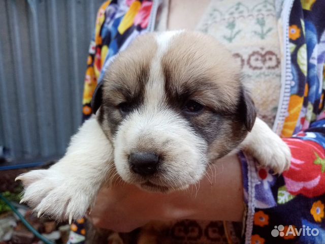 Щеночки в добрые руки (мальчики и девочки)