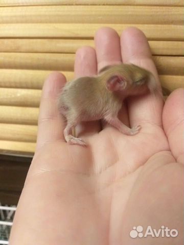 Дегусята окраса песок