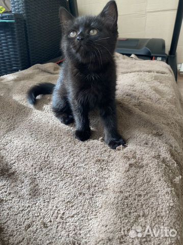 Кошка