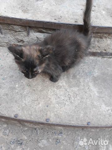 Кошечка в добрые руки
