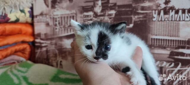 Черно-белый необычный котенок в дар 1 мес
