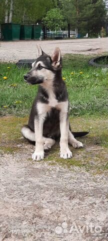 Помесь немецкой овчарки щенок