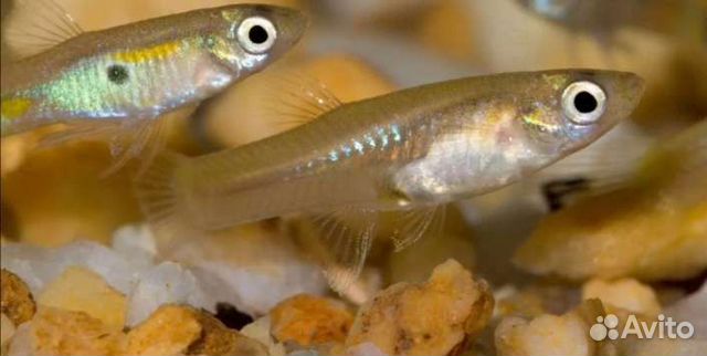 Рыба гуппи обыкновенная