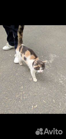 Кошечка в добрые руки