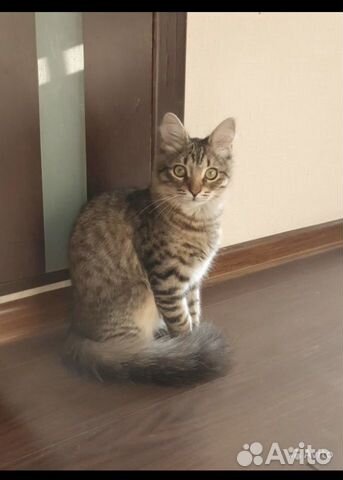 Кастрированный кот в добрые руки