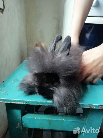 Декоративные кролики