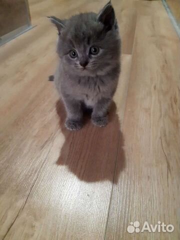 Британец и Британочка