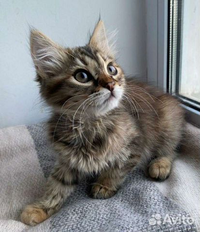 Котёнок Рысюша