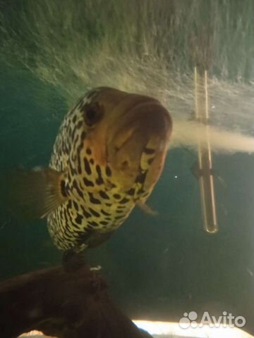 Манагуанец