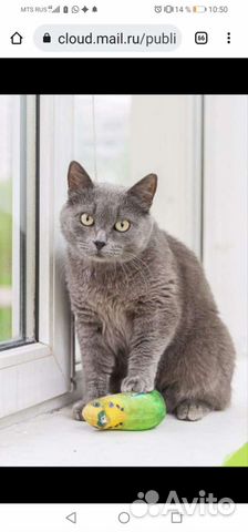 Британская кошка бесплатно