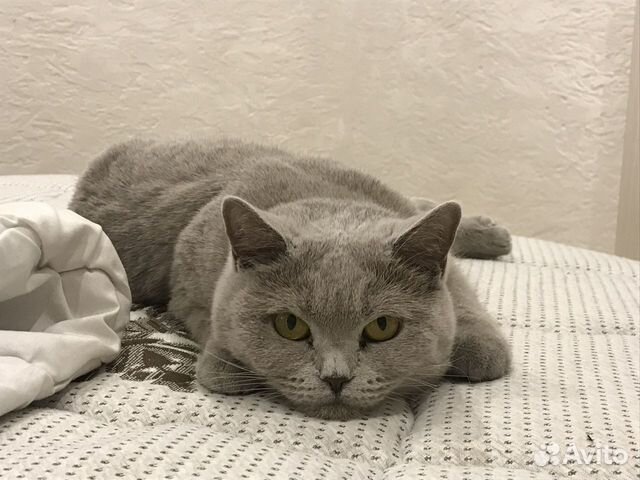 Кошка породистая шотландская бесплатно