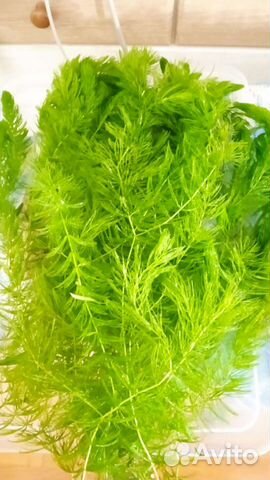 Аквариумные растения