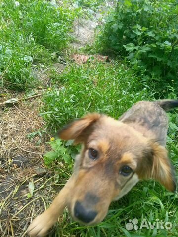 Щеночек Зума ждёт свойх хозяев