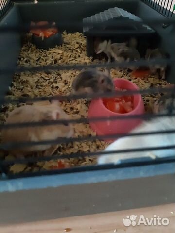 Джунгарский хомяк