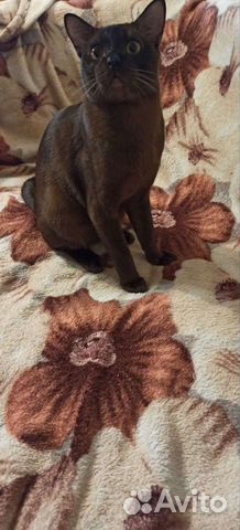 Бурманский кот