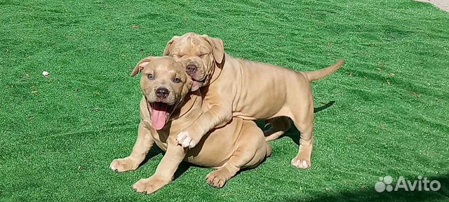 Американский булли xl