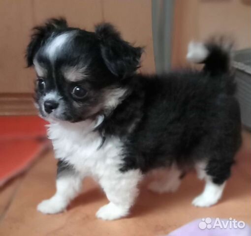 Яркий мальчик чихуахуа
