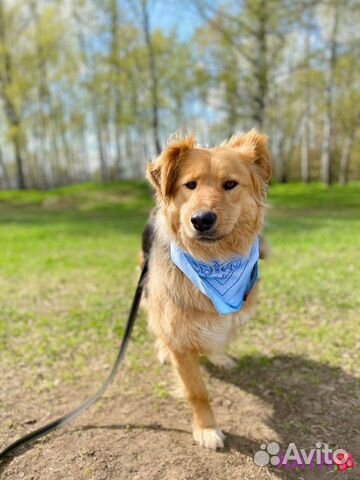 Чудесная собака в добрые руки