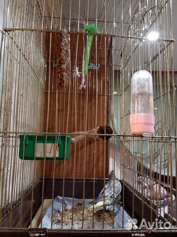 Корелла несушка (Готовый бизнес)